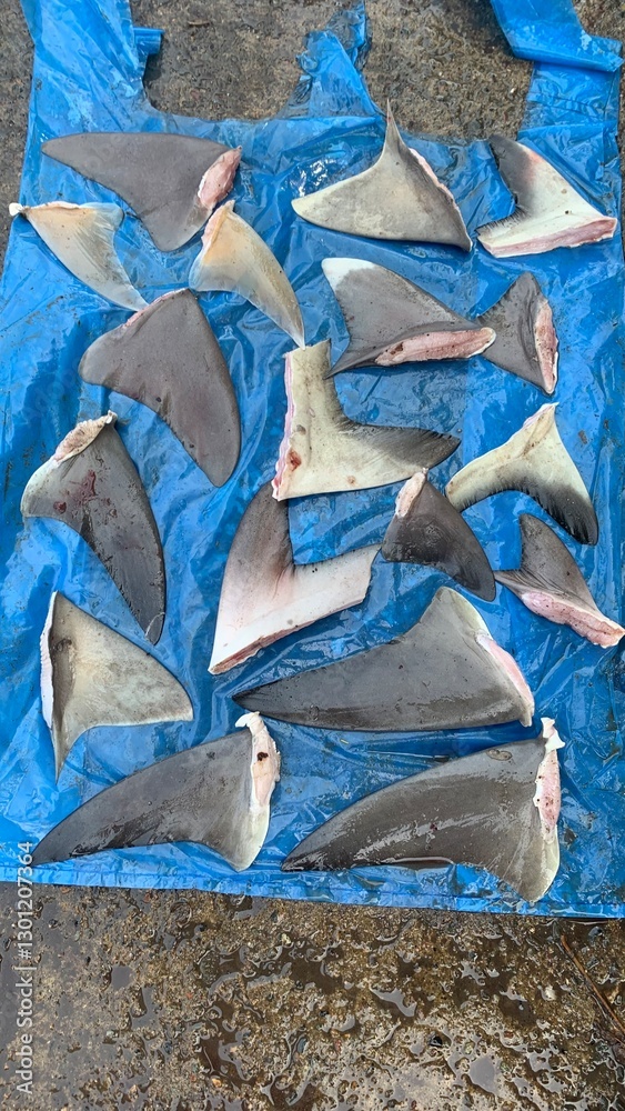 Photo Stock Fins shark Ready Export to china, japan, australia. Hunters ...
