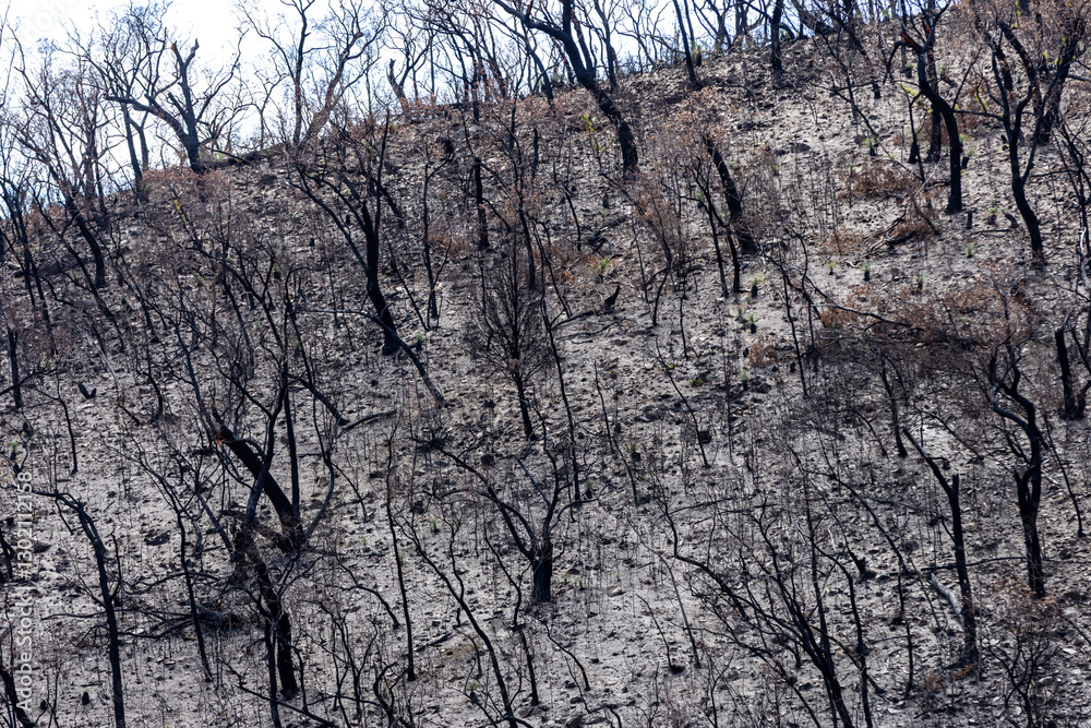Bushfire damage from the 2025 bushfires started by lightning strikes in ...