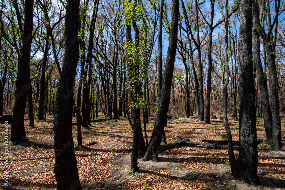 Regrowth in the Grampians (Gariwerd) National Park following the 2025 ...