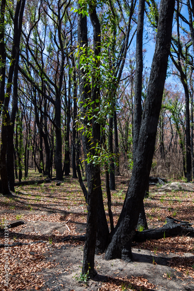 Photo Stock Regrowth in the Grampians (Gariwerd) National Park ...
