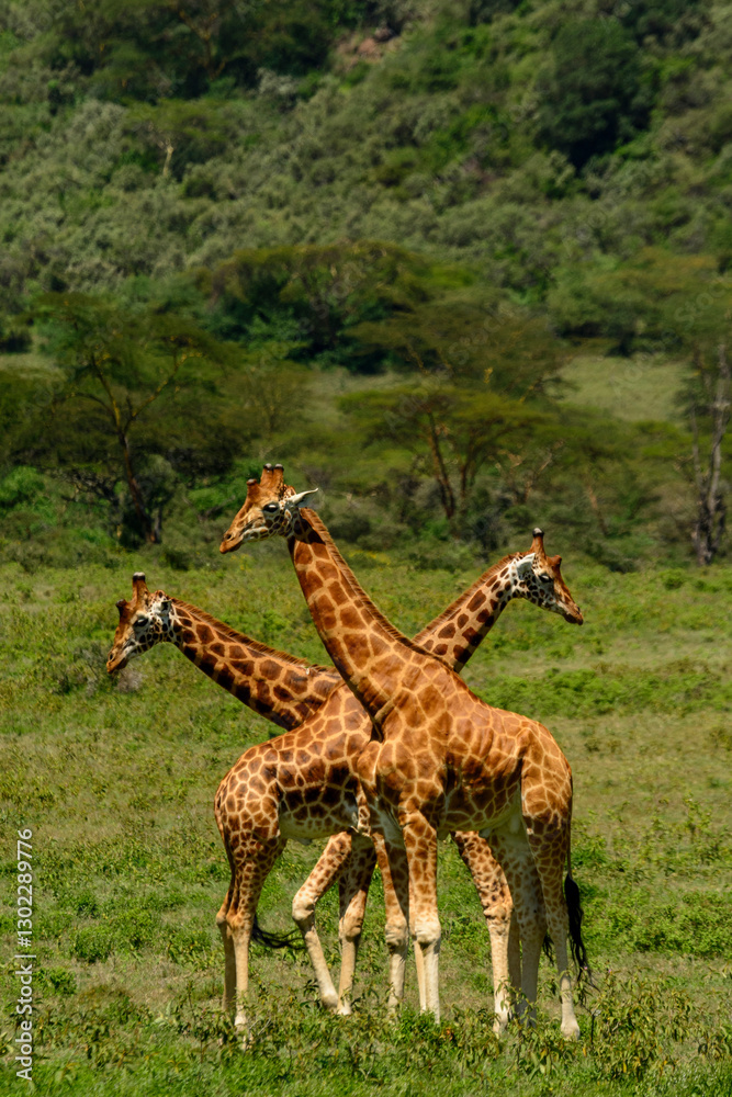 Rothschild's giraffe, Baringo giraffe or Ugandan giraffe (Giraffa ...