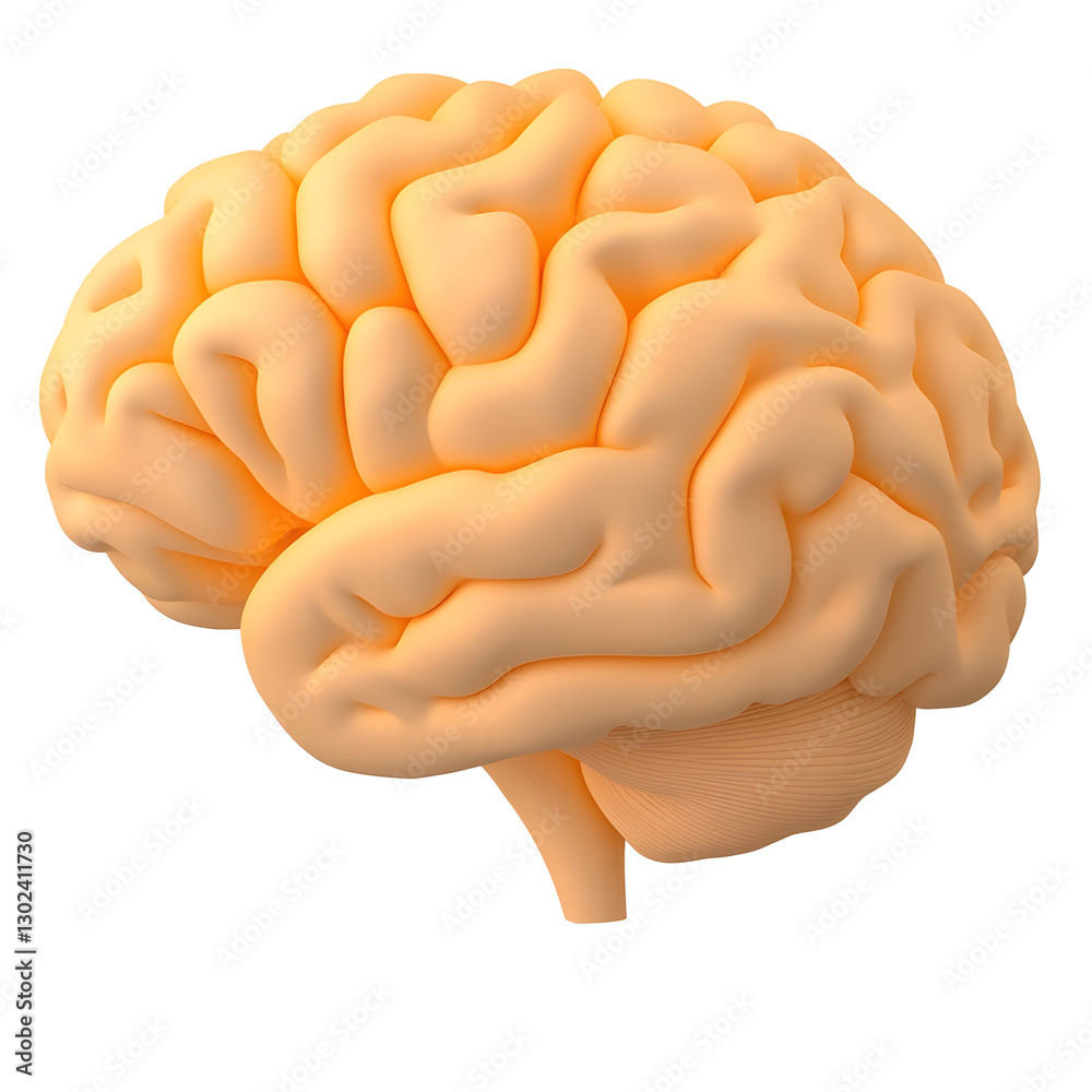 precise 3D rendered brain showcasing the complex structure of the human ...