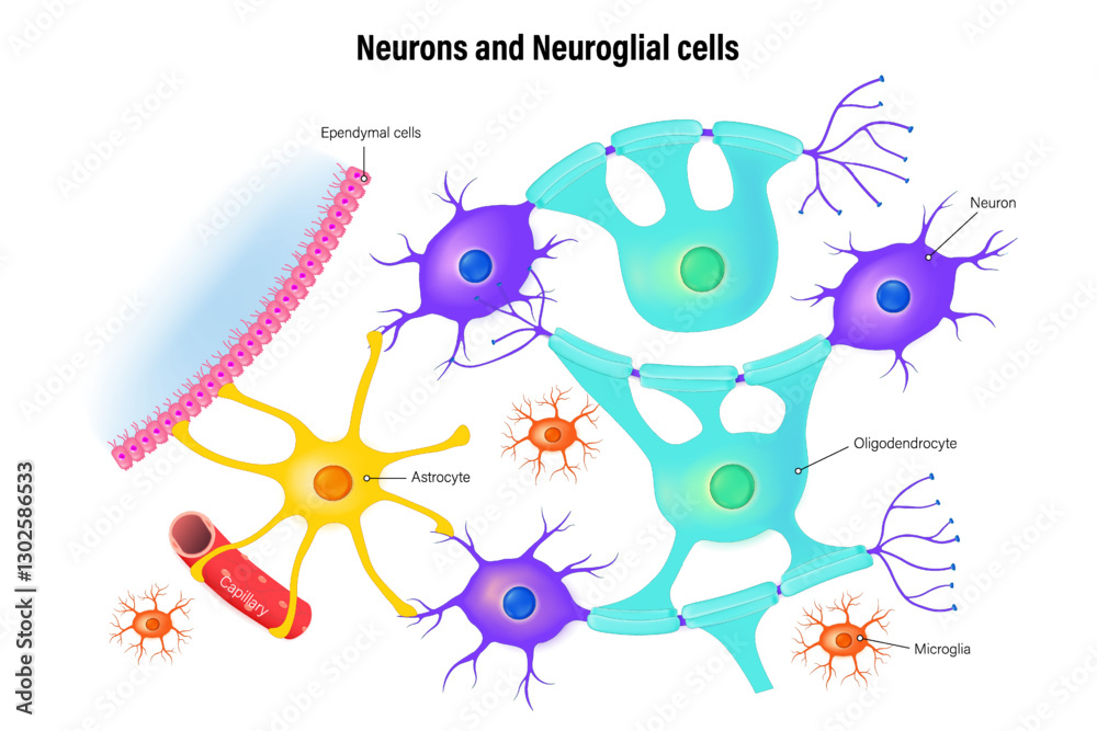 Neurons and neuroglial cells. Types Of Neuroglial Cells ...