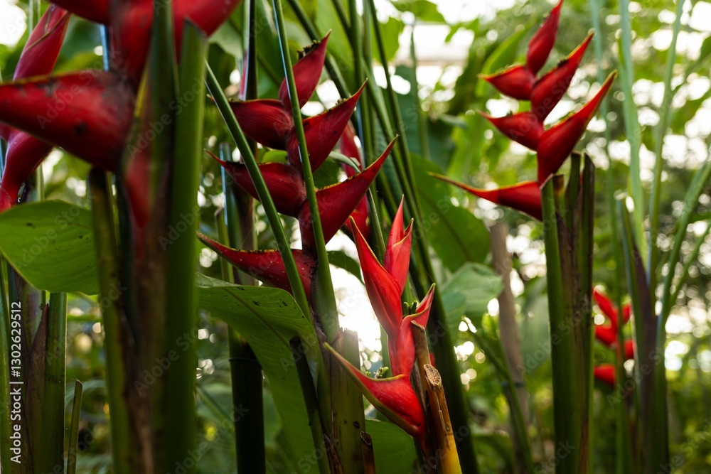 Bright red flowers similar to heliconia growing among dense greenery in ...