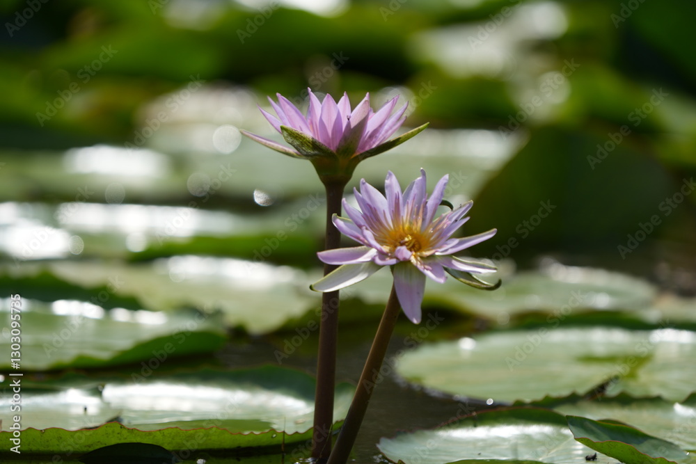 wallpaper of a flower in the mabamba swamp uganda lake victoria Stock ...