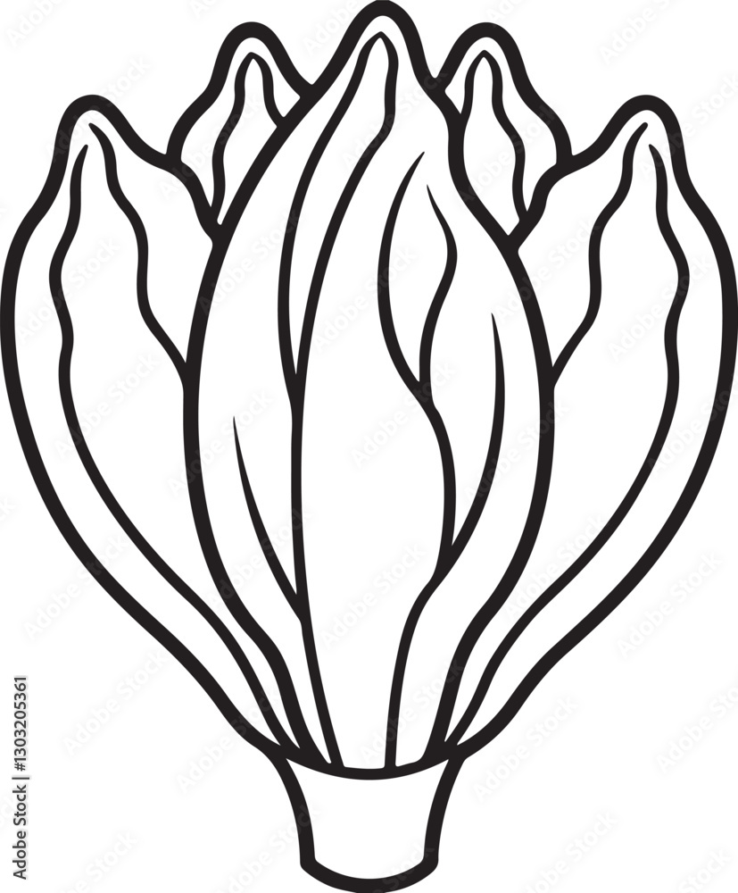 chicory vegetable line art, black outline, vector and illustration ...