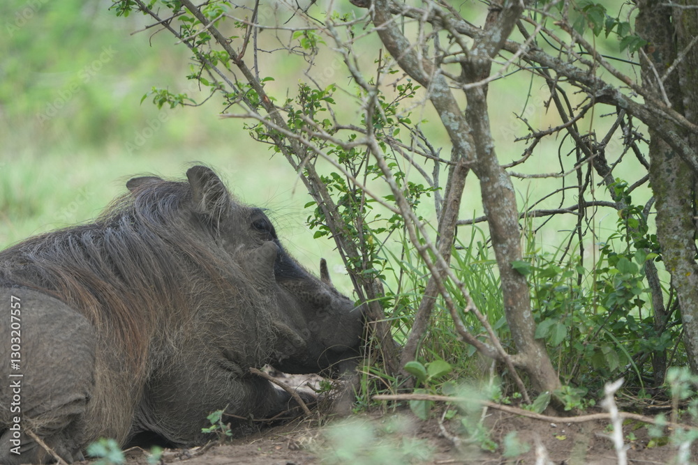 warthog (pumba) laying on the grass after eating in the queen Elizabeth ...