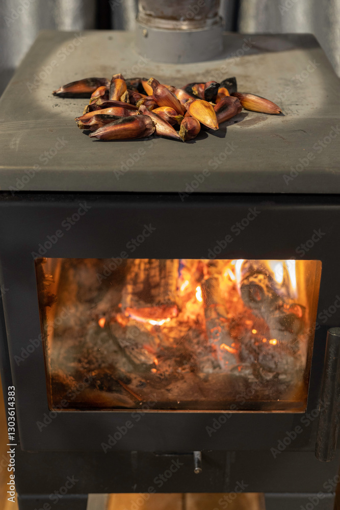 Araucaria pine nuts - pinhao - roasting on a wood stove with fire ...