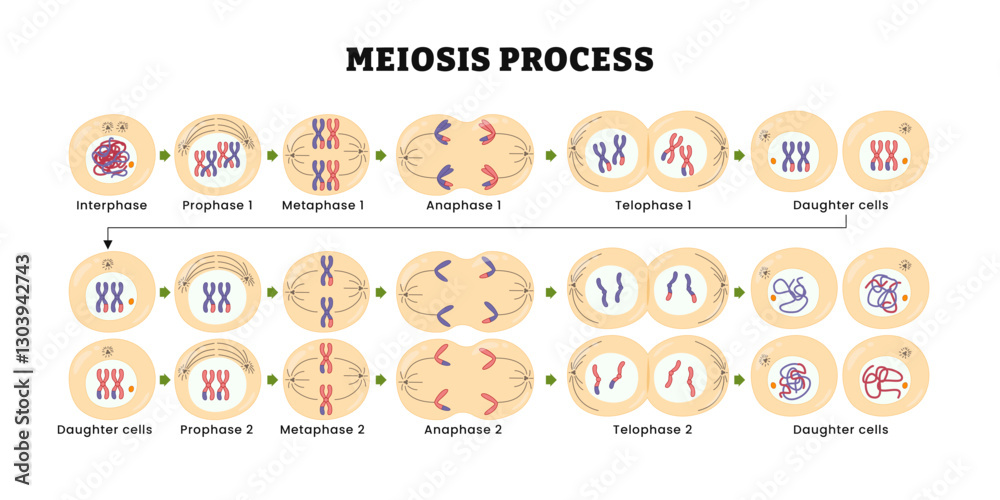 Meiosis process diagram, vector illustration. Interphase, prophase, metaphase, anaphase ...