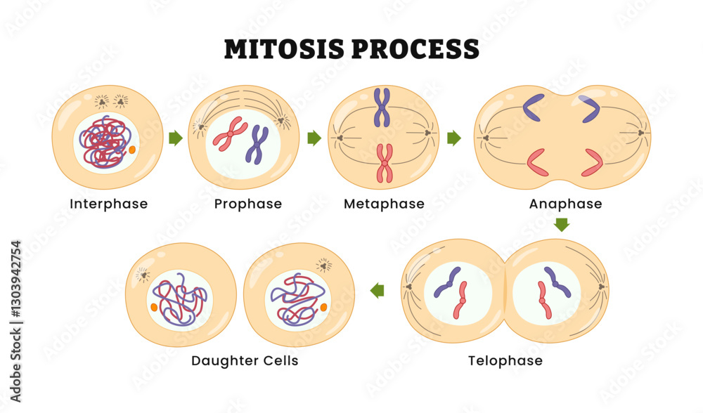Mitosis process diagram, vector illustration. Prophase, Metaphase, Anaphase, and Telophase. Cell ...