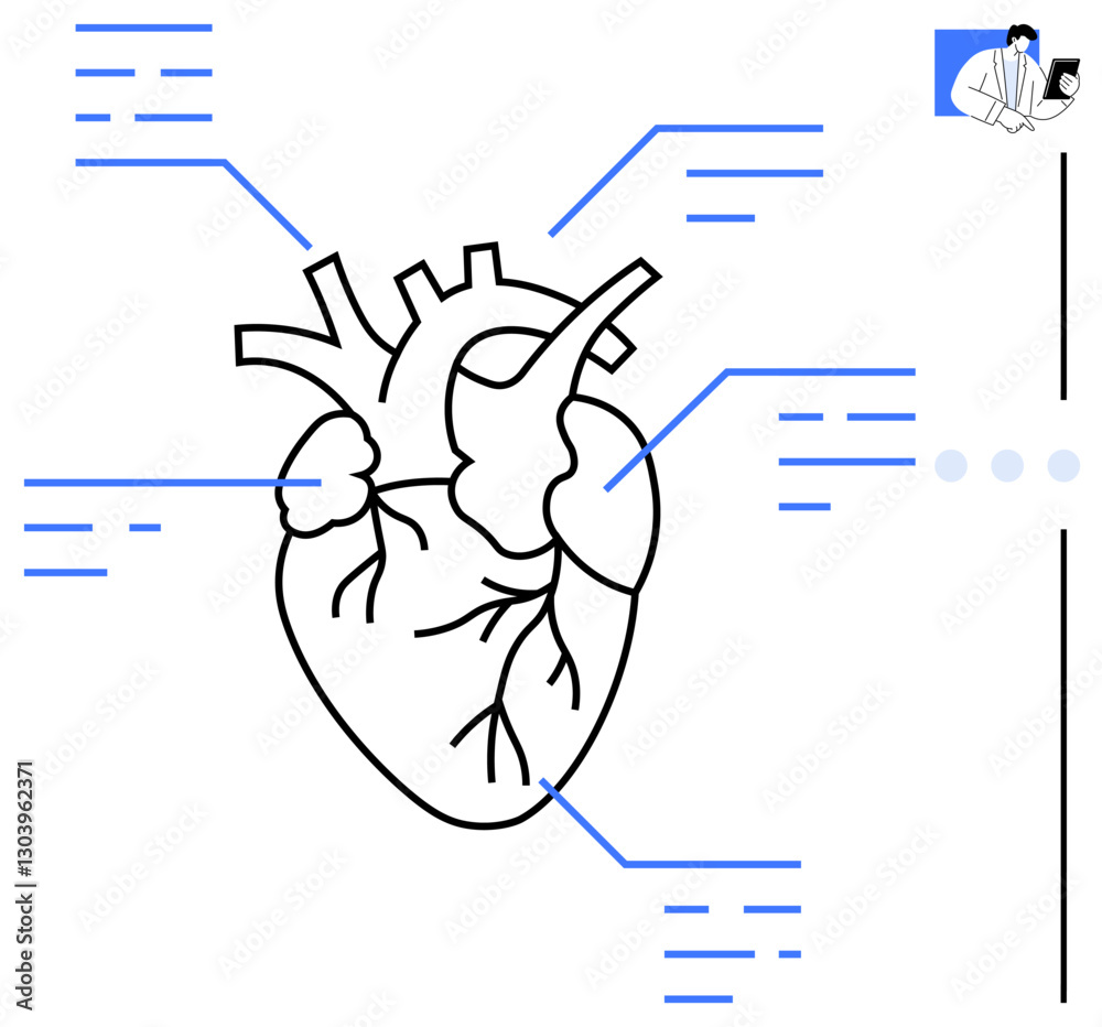 Line art anatomical heart with labeled sections, small doctor icon ...