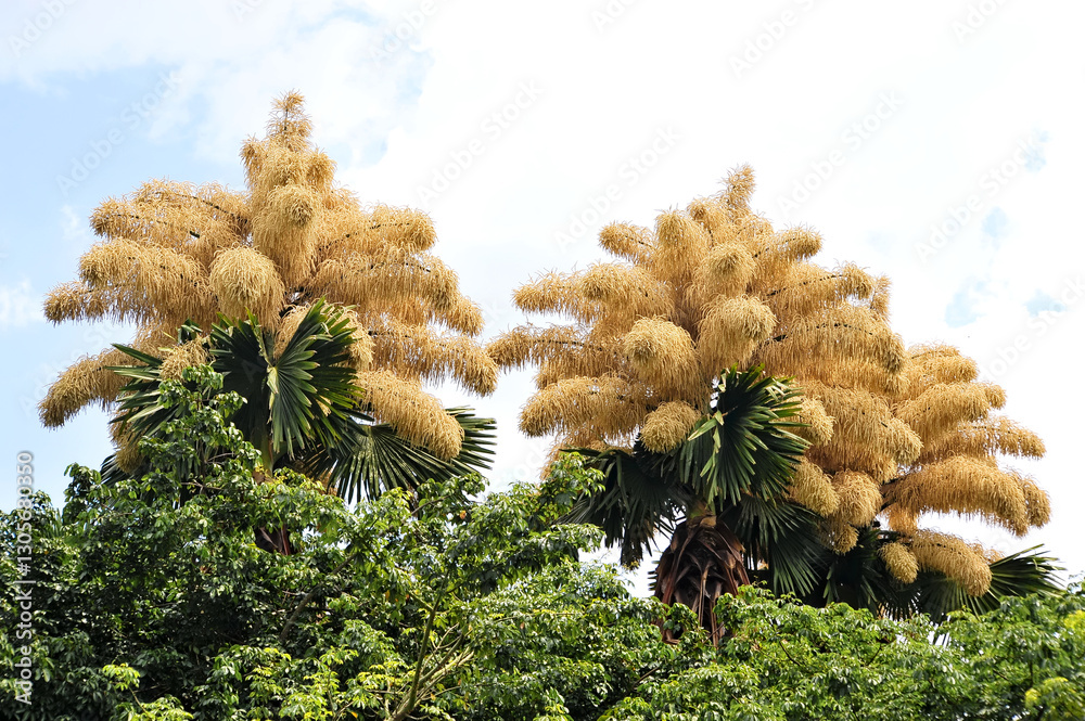 Flowering of the Talipot palm (Corypha umbraculifera) at Aterro do ...