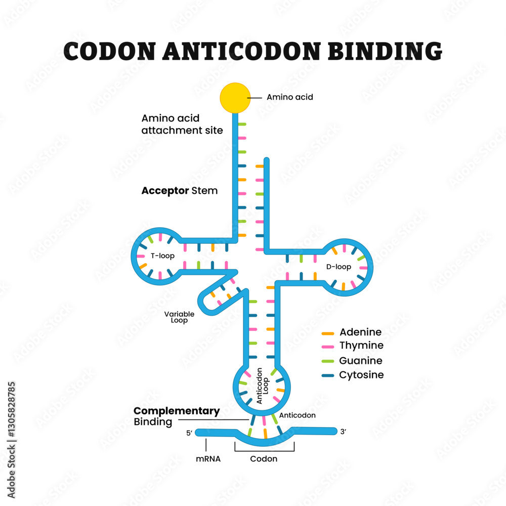 Codon anticodon structure diagram, wobble hypothesis, mRNA and t RNA ...