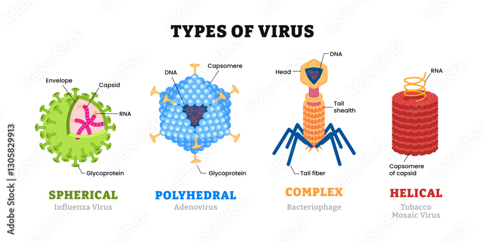 Different types of virus structure anatomy, medical science educational poster design, labeled ...