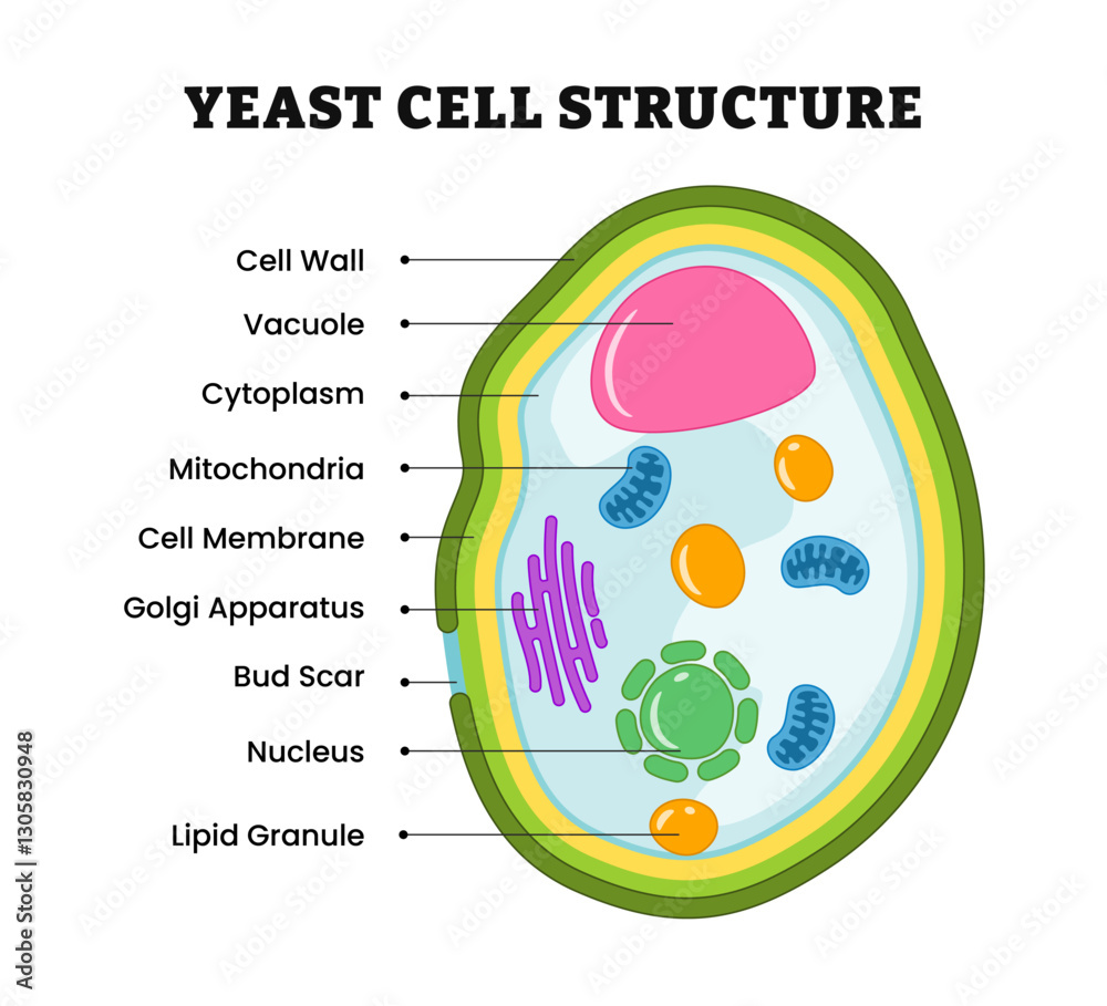 Yeast cell structure anatomy, educational diagram poster design. single-celled fungi, labeled ...