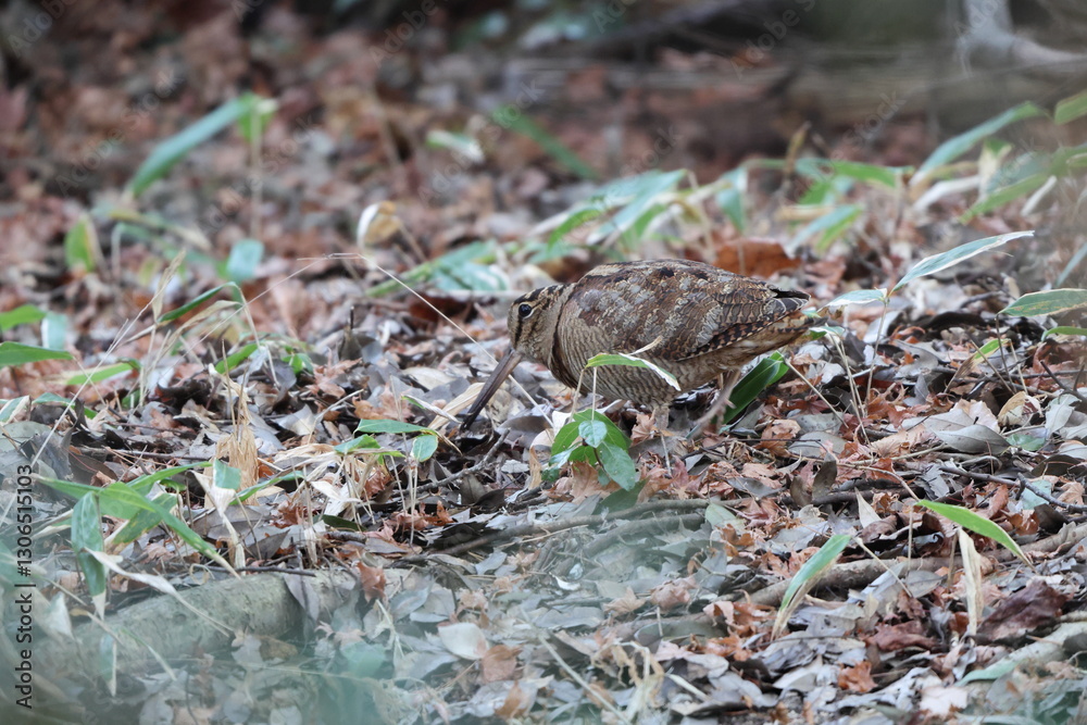 Eurasian woodcock (Scolopax rusticola) is a medium-small wading bird ...