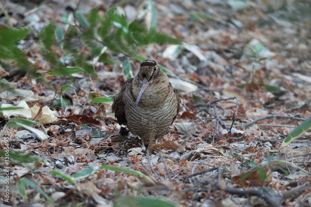 Eurasian woodcock (Scolopax rusticola) is a medium-small wading bird ...