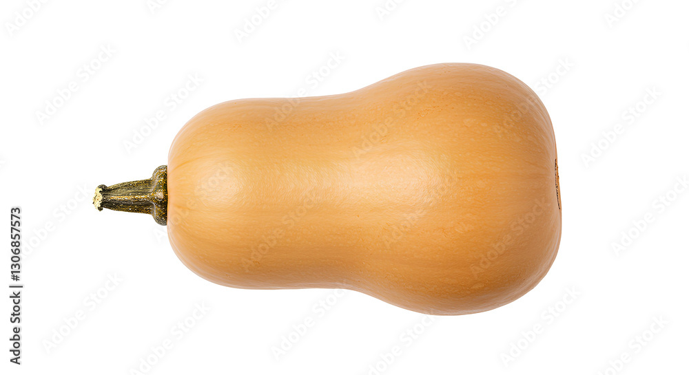 squash png. honeynut squash top view png. butternut squash flat lay ...