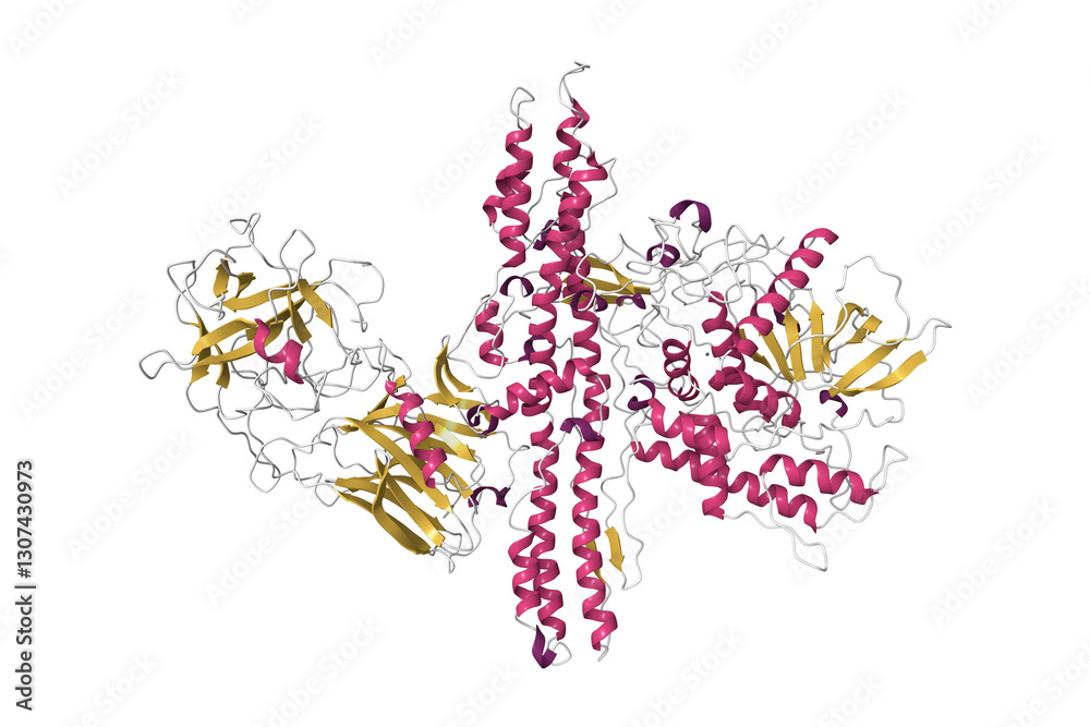 Structure of botulinum neurotoxin serotype A, 3D cartoon model isolated ...