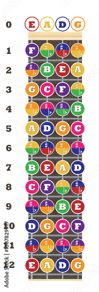 Bass Guitar Fretboard Colored Notes Whole Note Names and Sharp and Flat ...