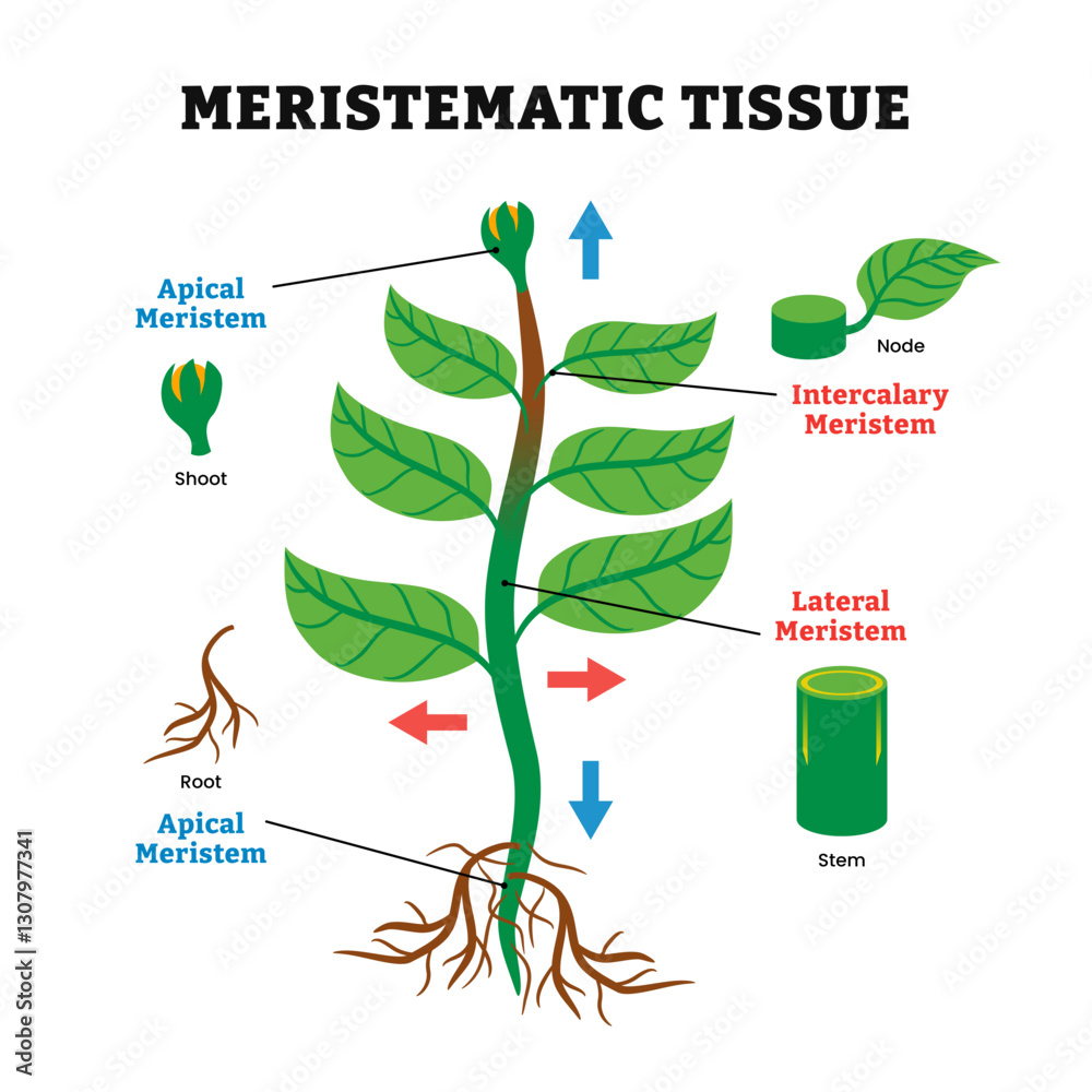 Meristematic Tissue system structure anatomy, labeled apical meristem, intercalary, lateral ...