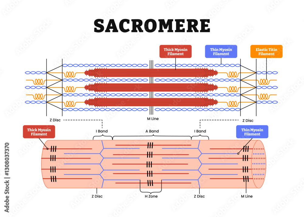 Sarcomere muscular structure anatomy diagram, labeled thick, thin ...