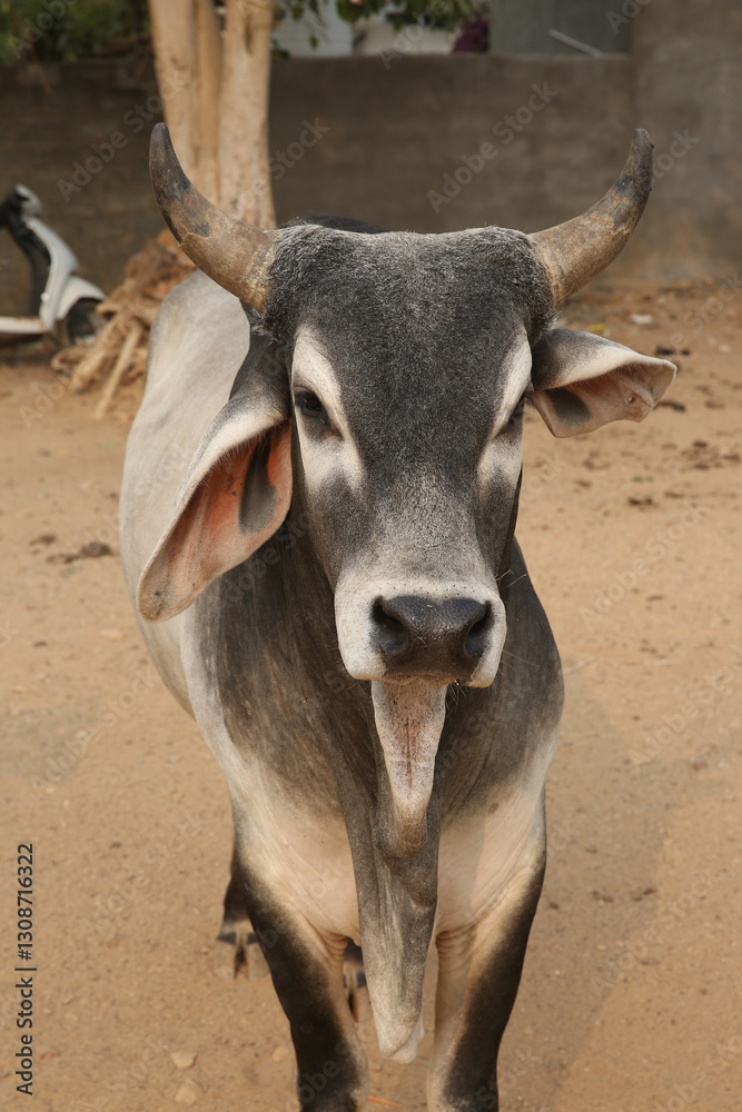 Cow zebu (Bos indicus) in village in Gujarat, India. Indian rural life ...