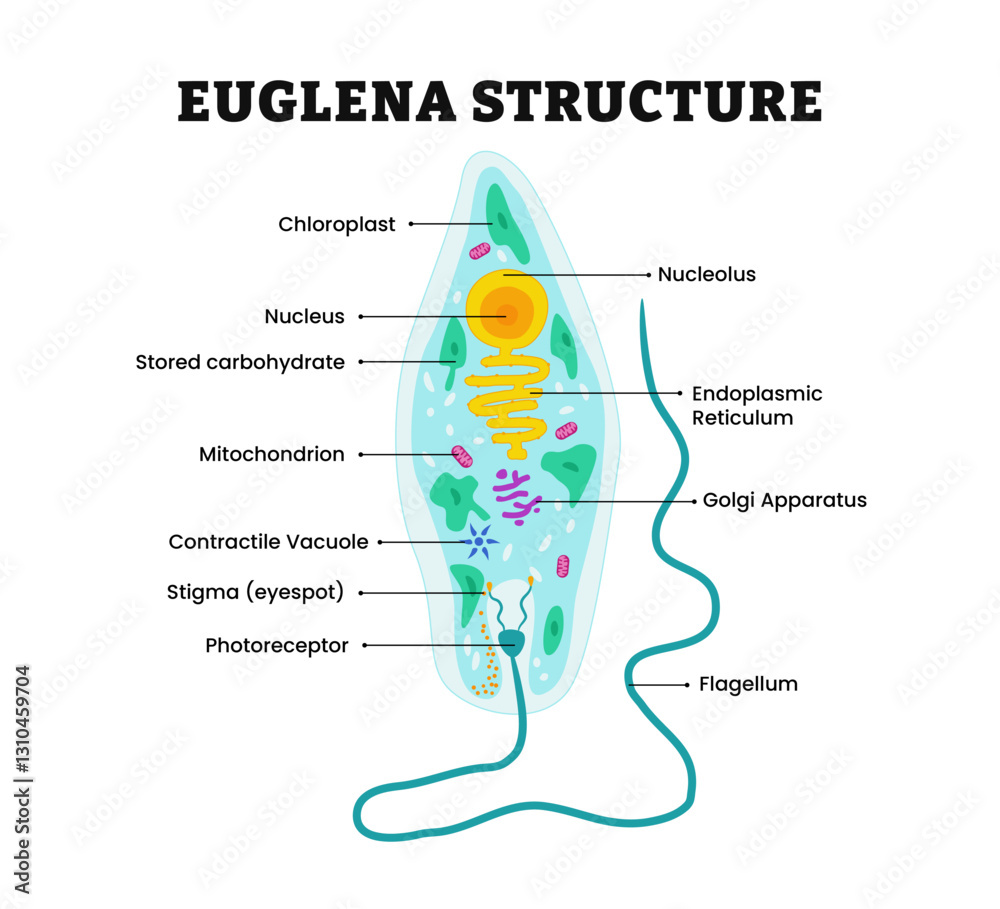 Euglena structure anatomy diagram poster chart, medical illustration ...