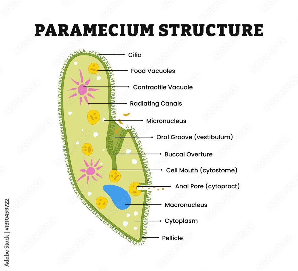 Paramecium structure anatomy diagram poster chart, medical illustration ...