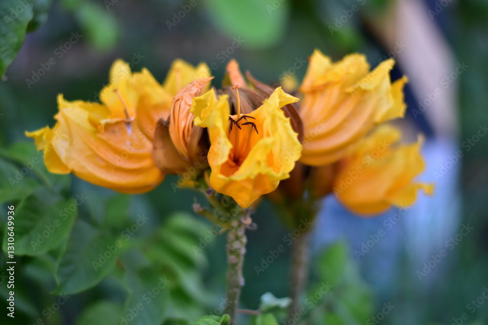 African tulip flower with tall trees and beautiful flowers, African ...