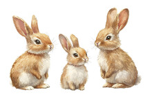Rabbit Family Standing Together Free Stock Photo - Public Domain Pictures