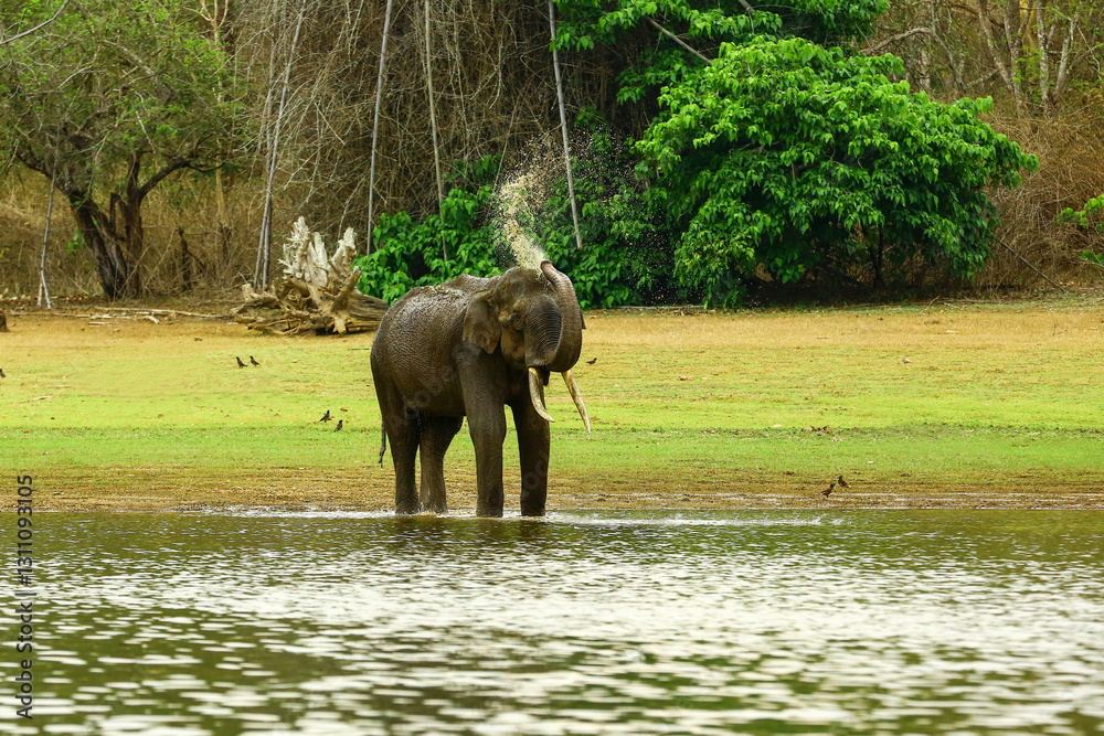 The Indian elephant (Elephas maximus indicus) is one of three ...