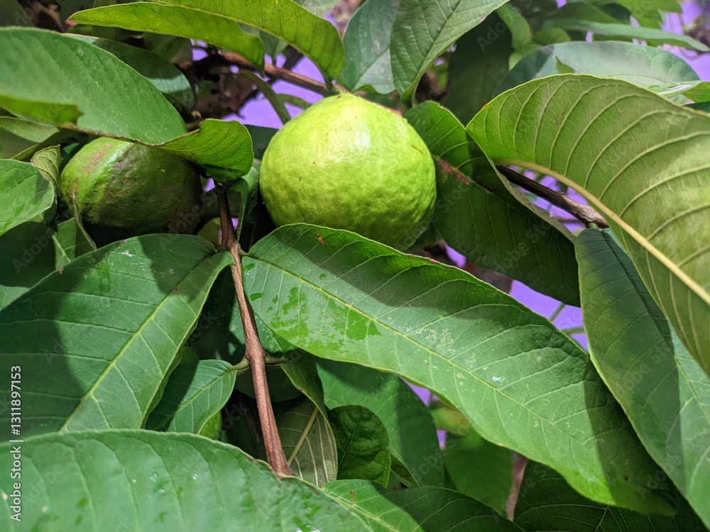Guava fruit (Psidium guajava) on a tree branch, surrounded by green ...