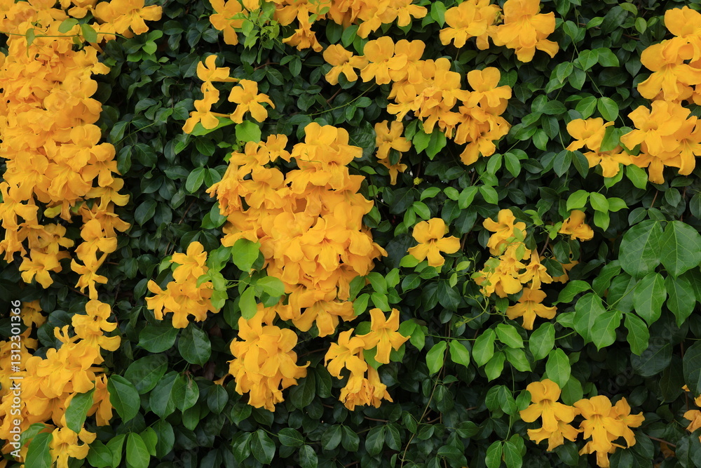 Dolichandra unguis-cati (commonly known as cat's claw creeper, funnel ...