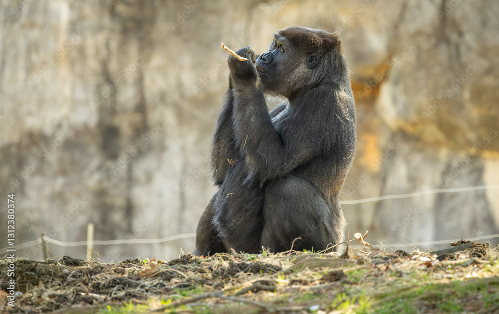 Female Western Lowland Gorilla eating bark from a stick at the zoo. A protected species ...