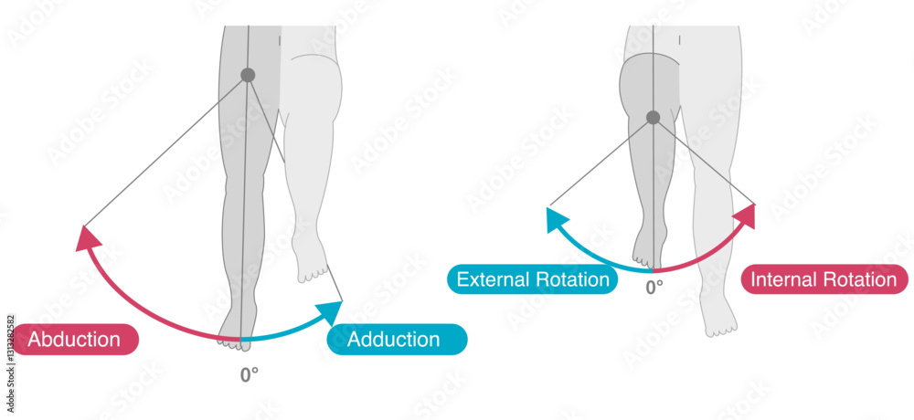 Range of motion of the hip joint external rotation, internal rotation ...