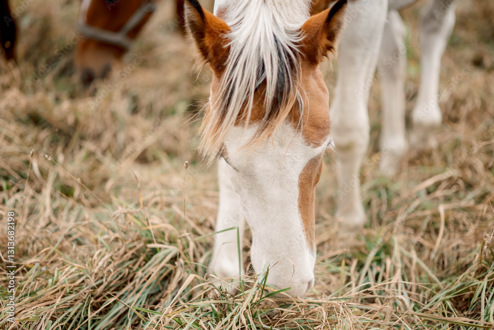 Poor pasture conditions pose a risk to horses, leading to malnutrition ...