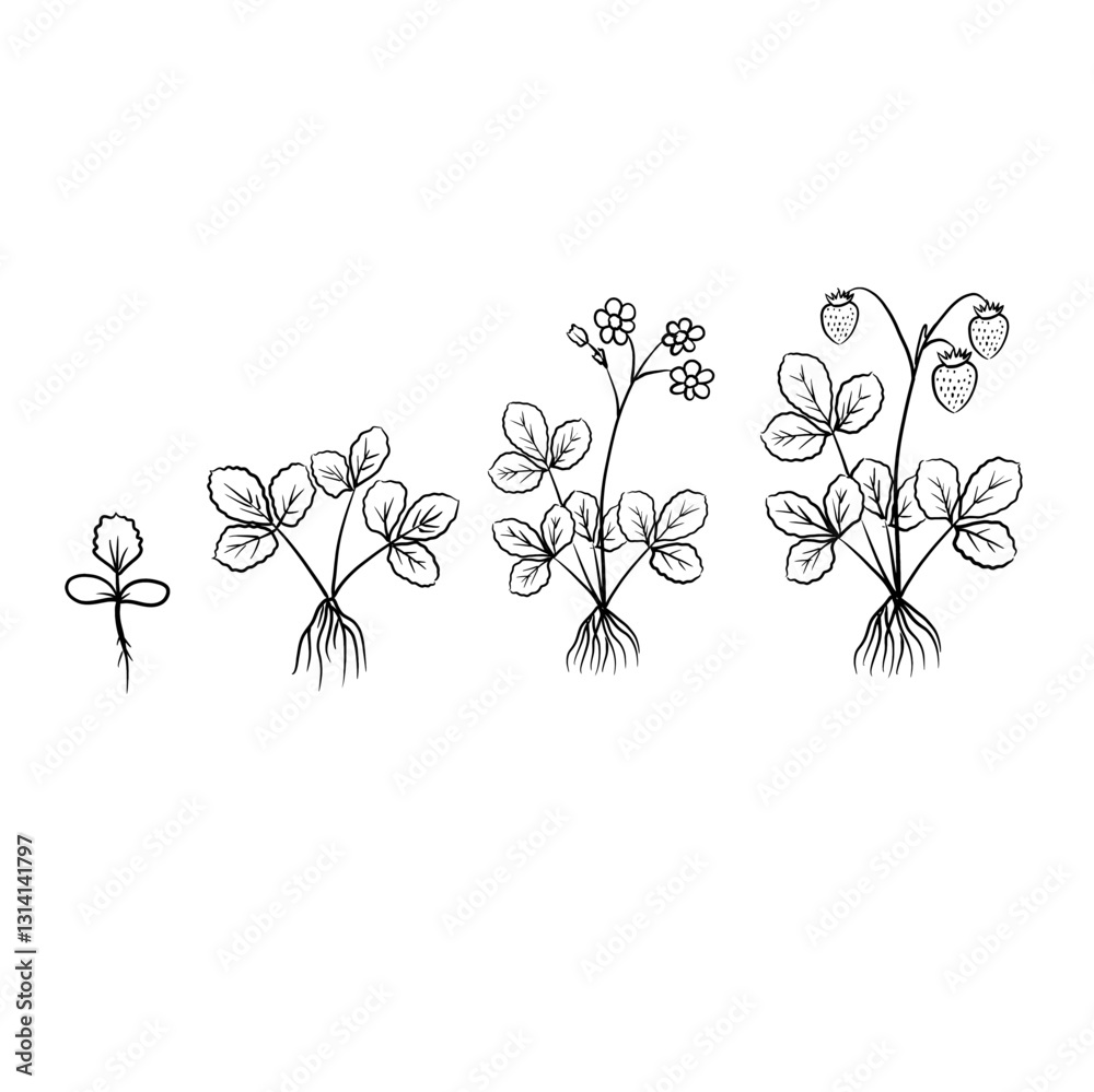 Hand drawn vector sketch illustration Line art, Growth stage of ...