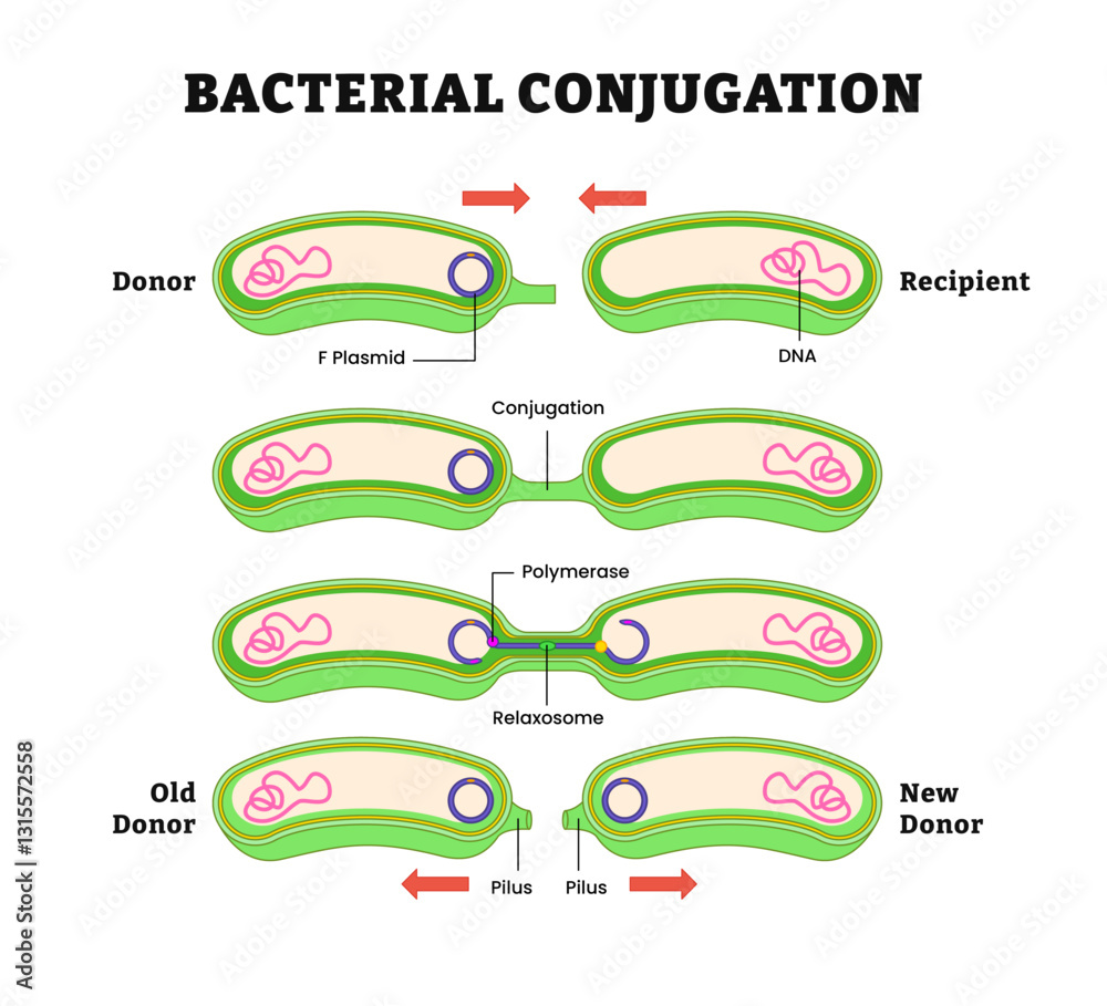 Bacterial conjugation process diagram, step by step poster design ...