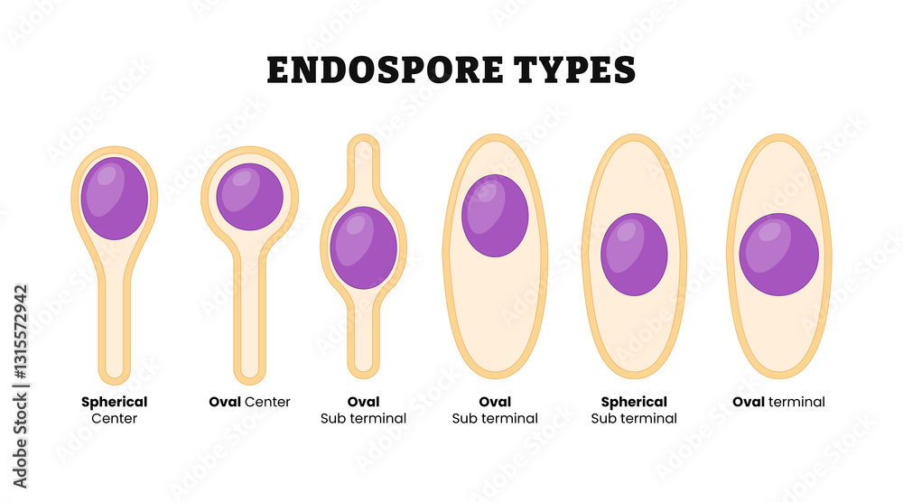 Different types of endospore types. Diagram poster. Medical ...