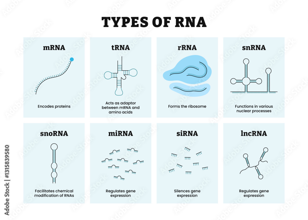 Different types of RNA types. RNA Produced in Cells or Ribonucleic acid ...