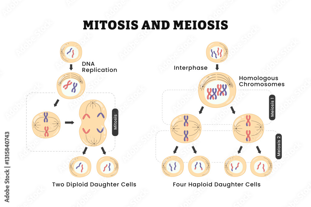 Mitosis and meiosis diagram. Cell division. Comparison diagram, healthcare poster vector ...