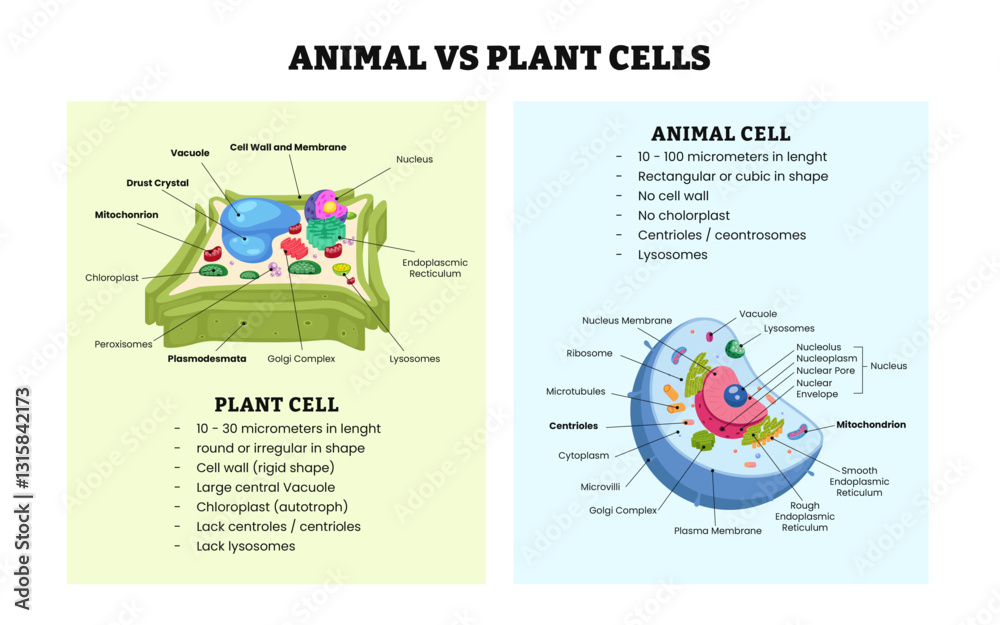The differences between Animal cell and plant cell comparison detailed ...
