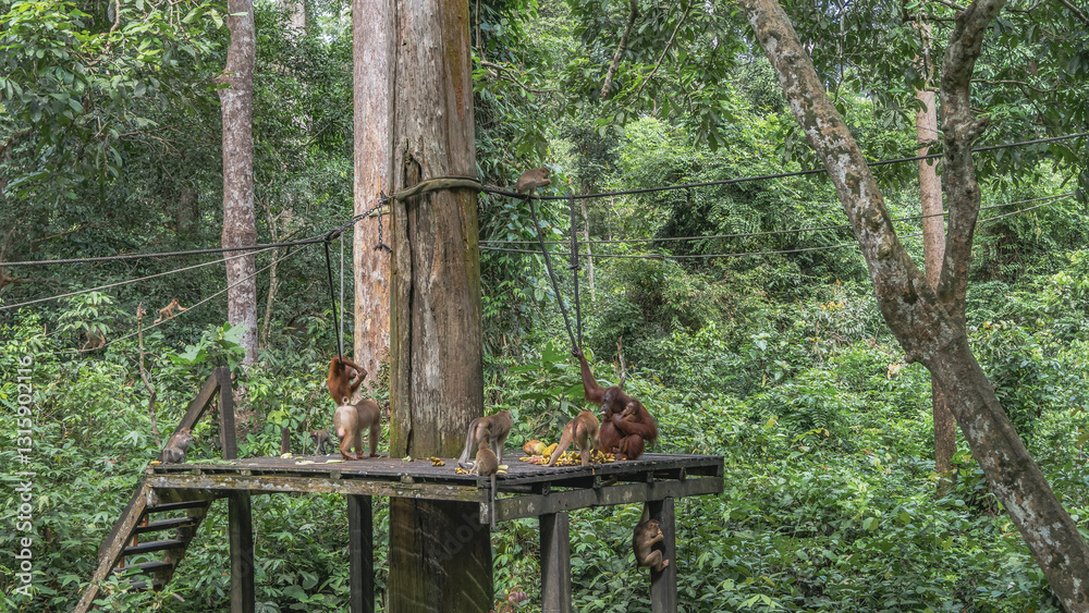 Different breeds of monkeys gathered for feeding. Long-tailed and stump ...