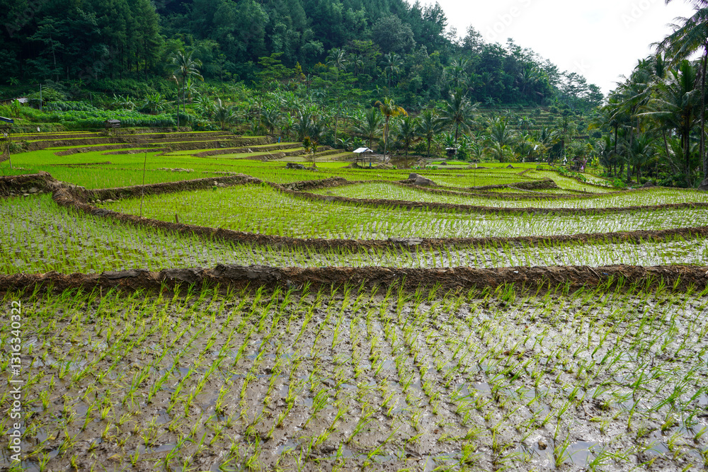Subak is the water management (irrigation) system for the paddy fields ...