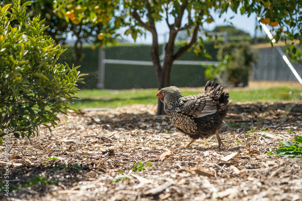 free range chicken farm with chook tractors on a regenerative ...