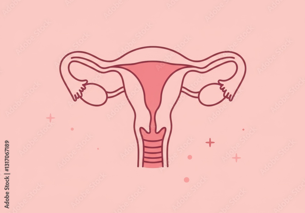 Ilustración de Stock Female reproductive system, anatomical diagram, uterus and ovaries ...