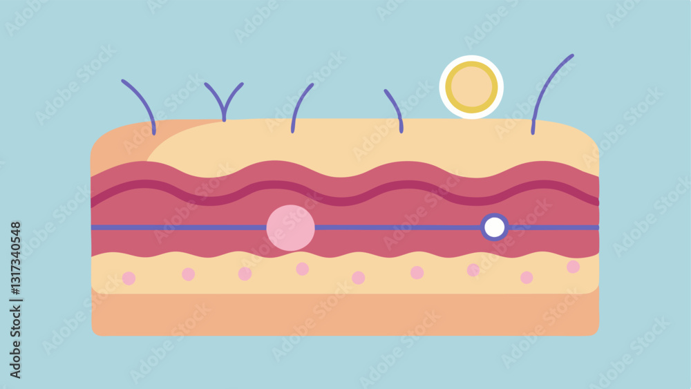 Skin Layers Illustrate a crosssection of the skin labeling the ...