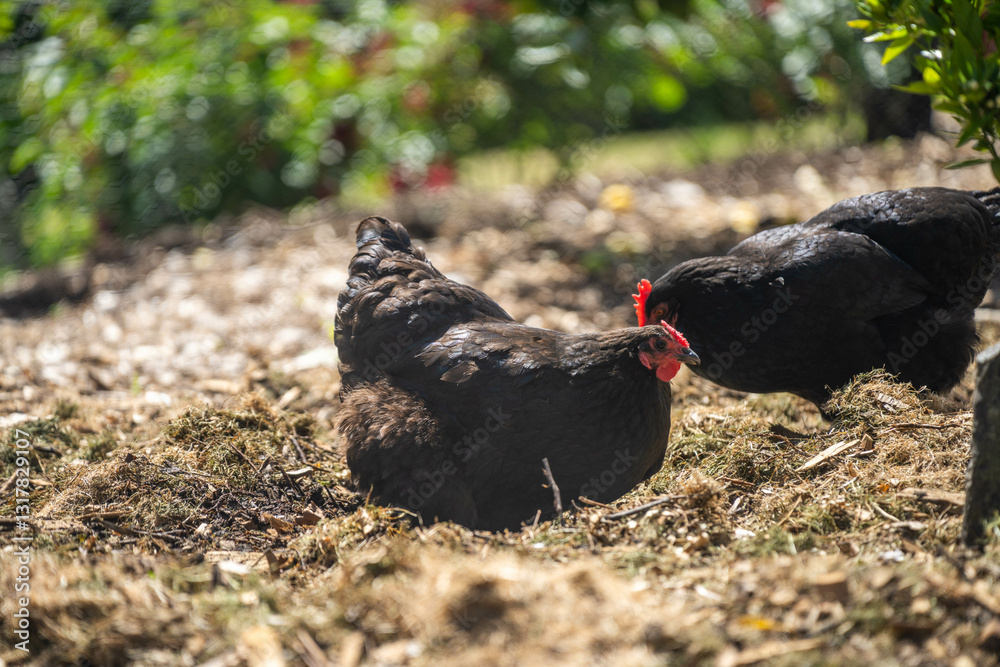 free range chicken farm with chook tractors on a regenerative ...