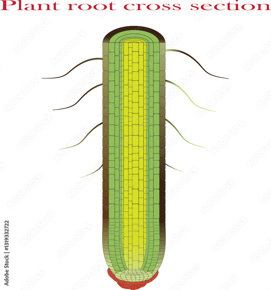 Plant root cross-section diagram with detailed cellular structure and ...